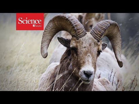 How bighorn sheep use crowdsourcing to find food on the hoof