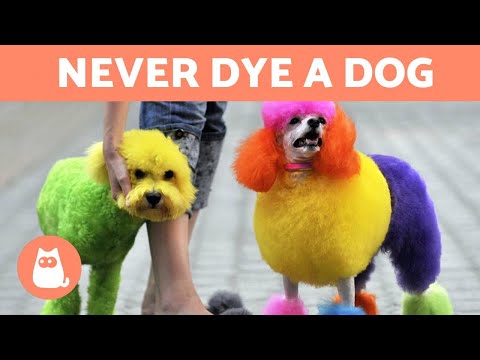 Why Should You NEVER DYE Your DOG'S HAIR? ð¶â
