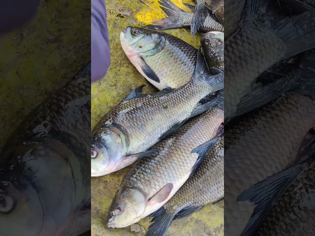 Fresh Fish - Rohu Katla Fish Trader - Wholesaler / Distributor from Nagpur