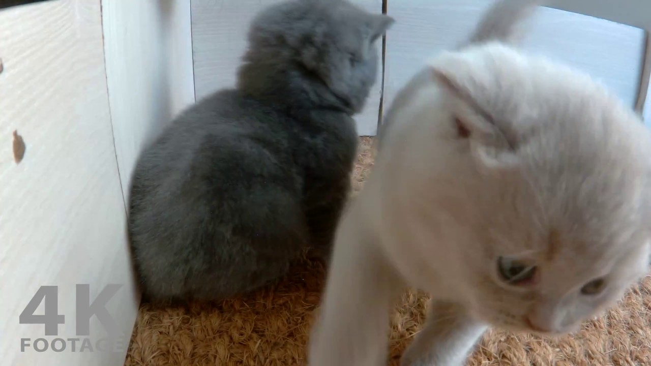 British Shorthair Mother Feeding her Kittens, 30 Days old - 4K footage