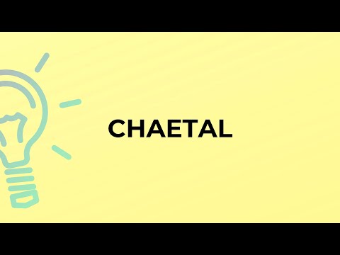 What is the meaning of the word CHAETAL?