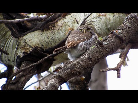 Nature of the Beasts - Buffer Zones