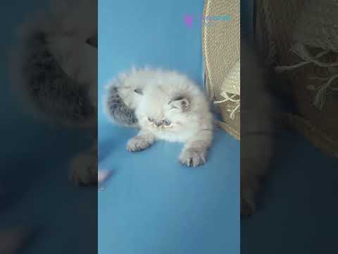 Adopt Angel: Seal Tabby Point Persian Kitten ๐พ Calm, Cuddly & Playful! #PersianKitten