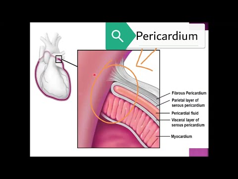 Pericardium, pericarditis and pericardial effusion