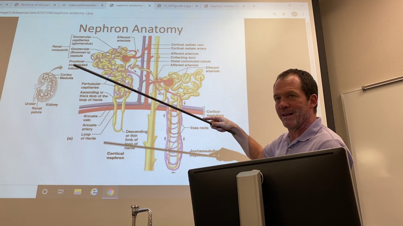 2402 Lecture Ch 25 Urinary System