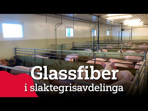 Glassfiber i slaktegrisavdelinga
