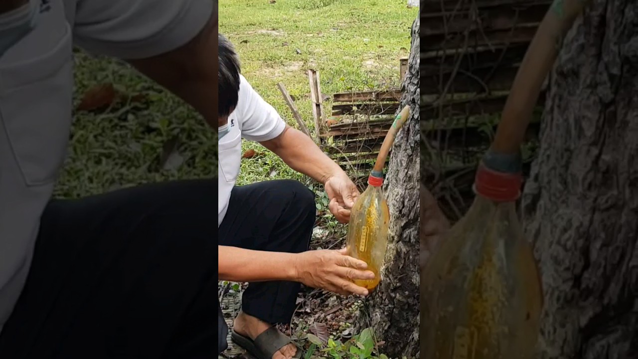 Technical skills to produce and collect resins from the trees #shorts #resins #trees