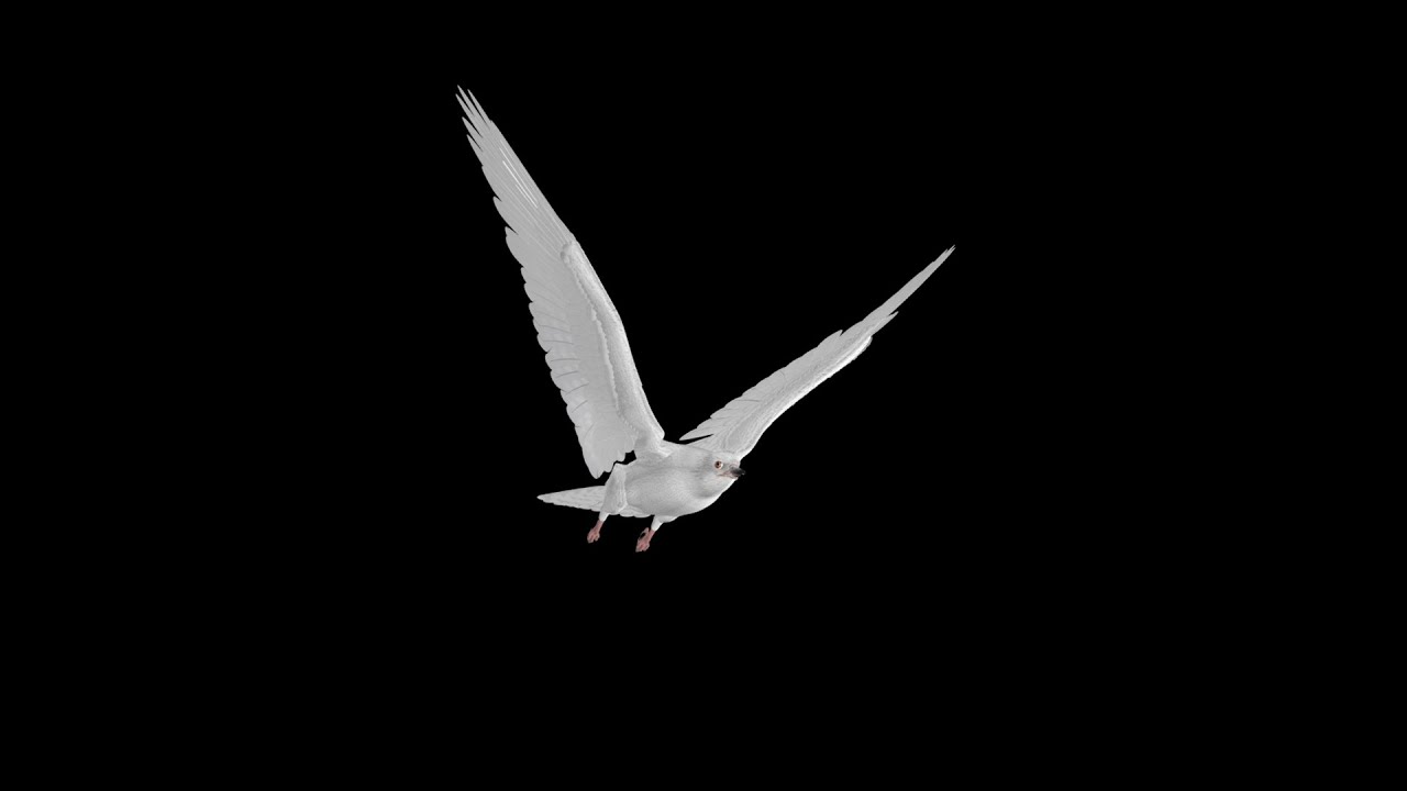 Flying White Dove - Side Angle - Transparent Loop