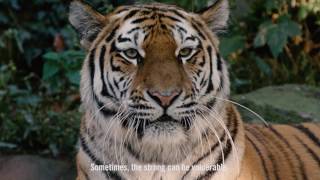 Only People With Near-Perfect Color Vision Can Spot These Tigers