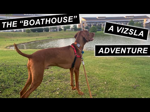 Ezra the Vizsla: Trouble at the Boathouse