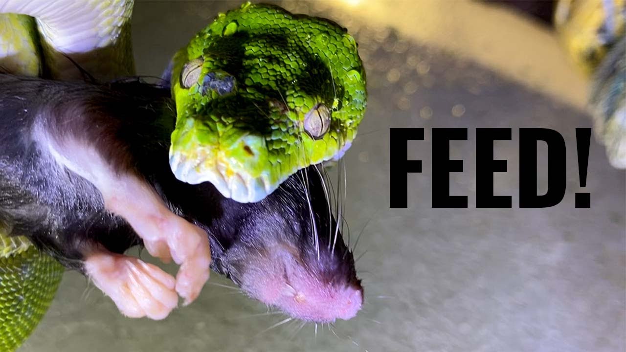 My Green Tree Python FEASTS | Daily Reptile Feeding