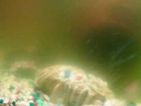 dr. stan talk about his fish and how thy are nice pet