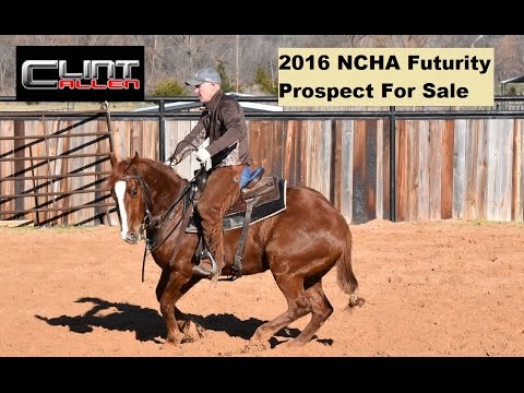 DMAC CRUISE CONTROL 2103 Gelding for sale in training with Clint Allen