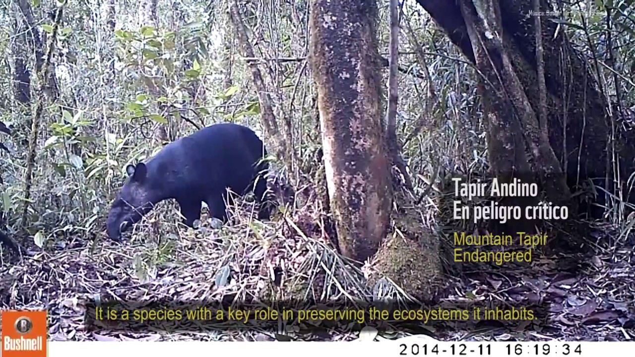 El tapir andino en su laberinto - Rumbos de Sol & Piedra