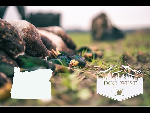 OREGON WATERFOWL: Lost in the Pacific Flyway