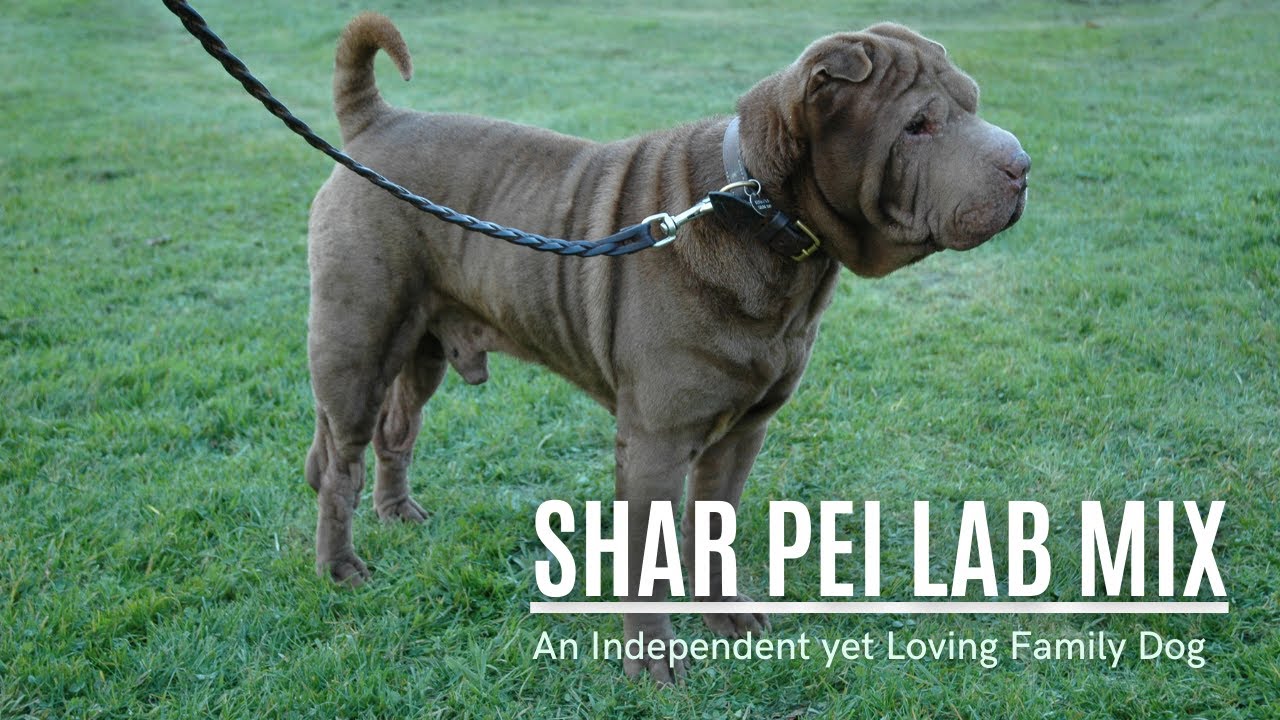 The Shar Pei Lab Mix, an Independent yet Loving Family Dog