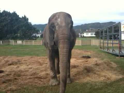 Lower Hutt: Protesters group picket Loritz Circus