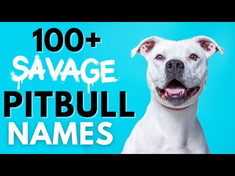 100+ Pit Bull Names | Male and Female Pit Bull Dog Names