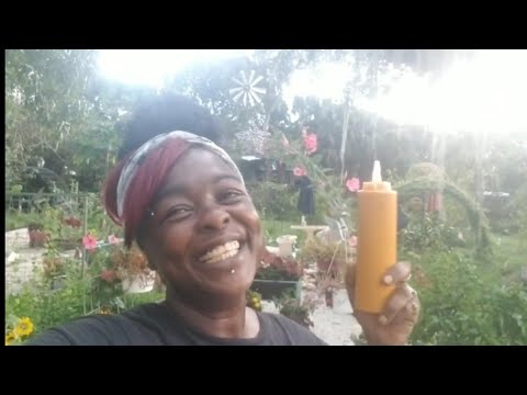 Hot mango datil pepper sauce / delicious recipe and harvest