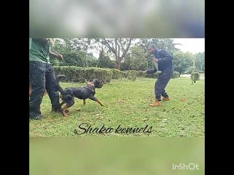 Rottweiler guard dogs kenya