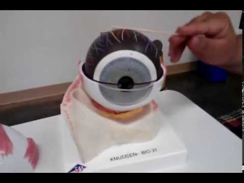 Eye Model - Human Eye Model Latest Price, Manufacturers & Suppliers