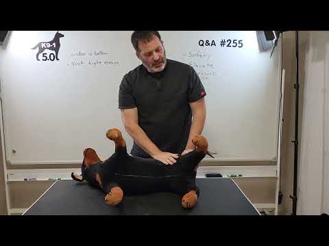Pressure Points and Elevation to Control Bleeding on a Dog ...