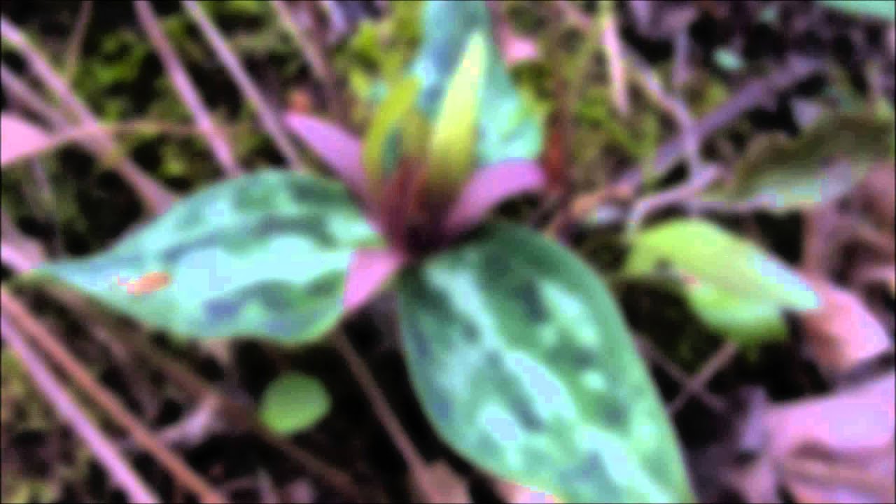 Prairie Trillium For Sale