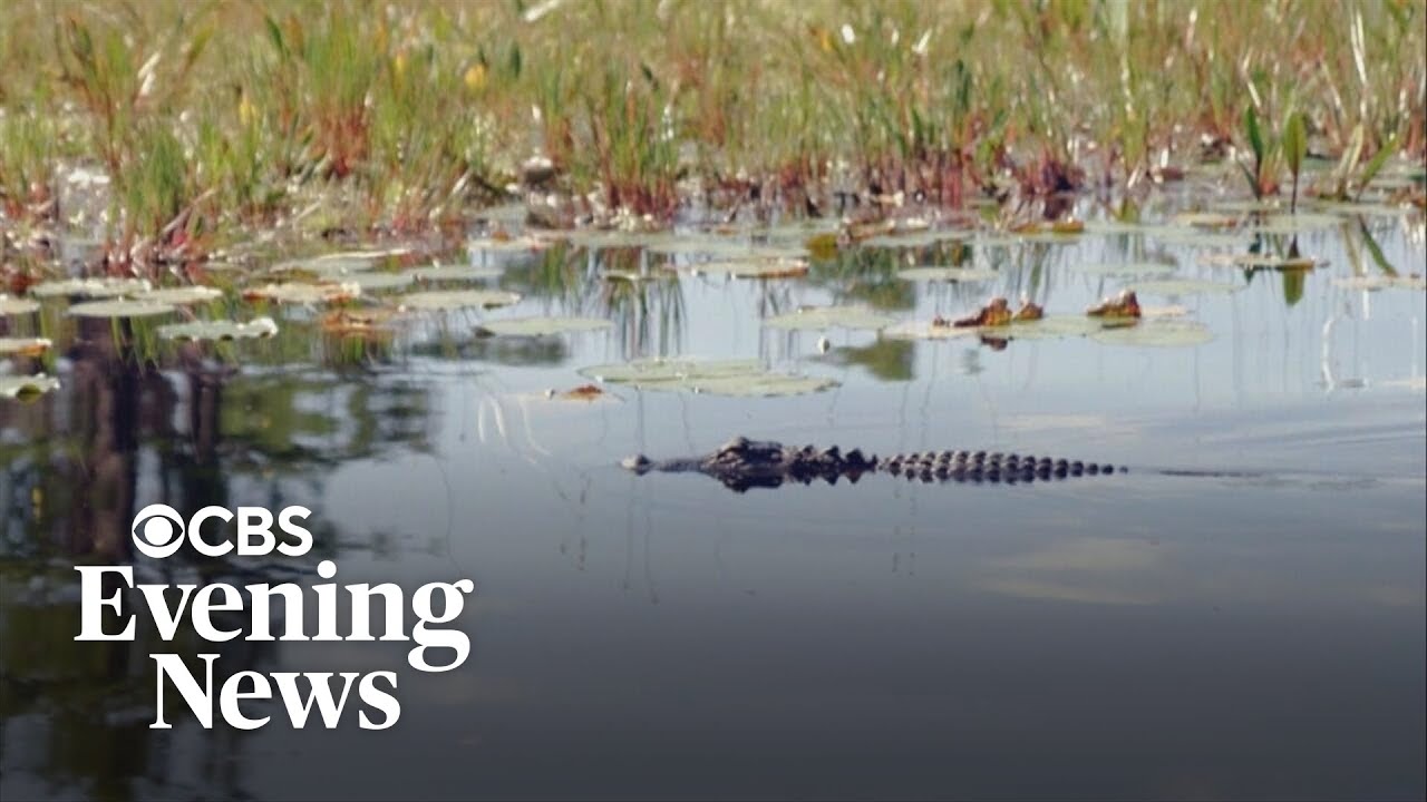 How a $60 million deal saved Georgia's Okefenokee Swamp from mining — for now
