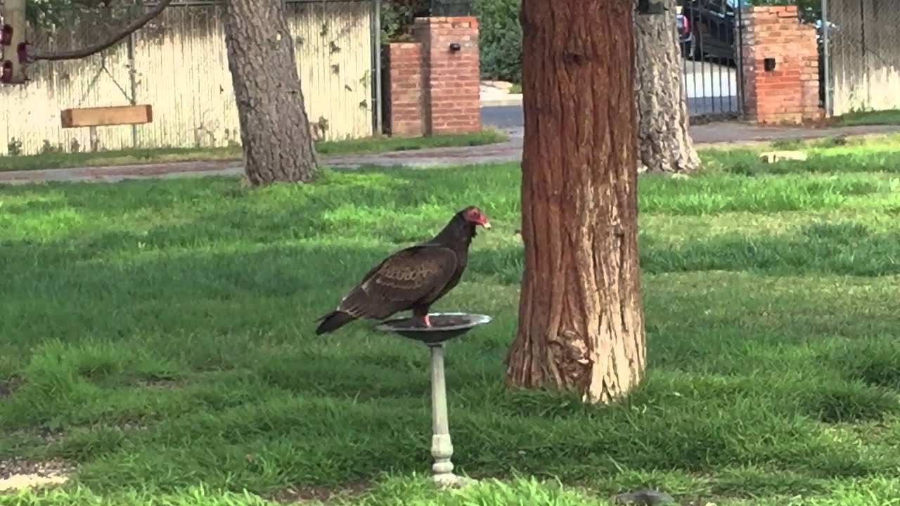 Turkey Vulture Visits the Ranch