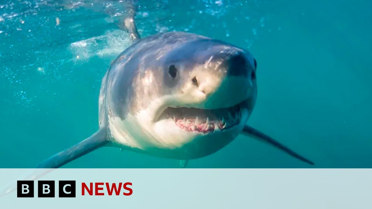 South Africa's Great White Sharks return - Shark Gift Shop
