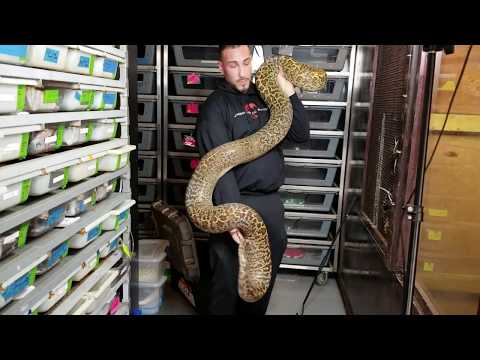 Are female Burmese pythons bigger than males? – AnsToAll