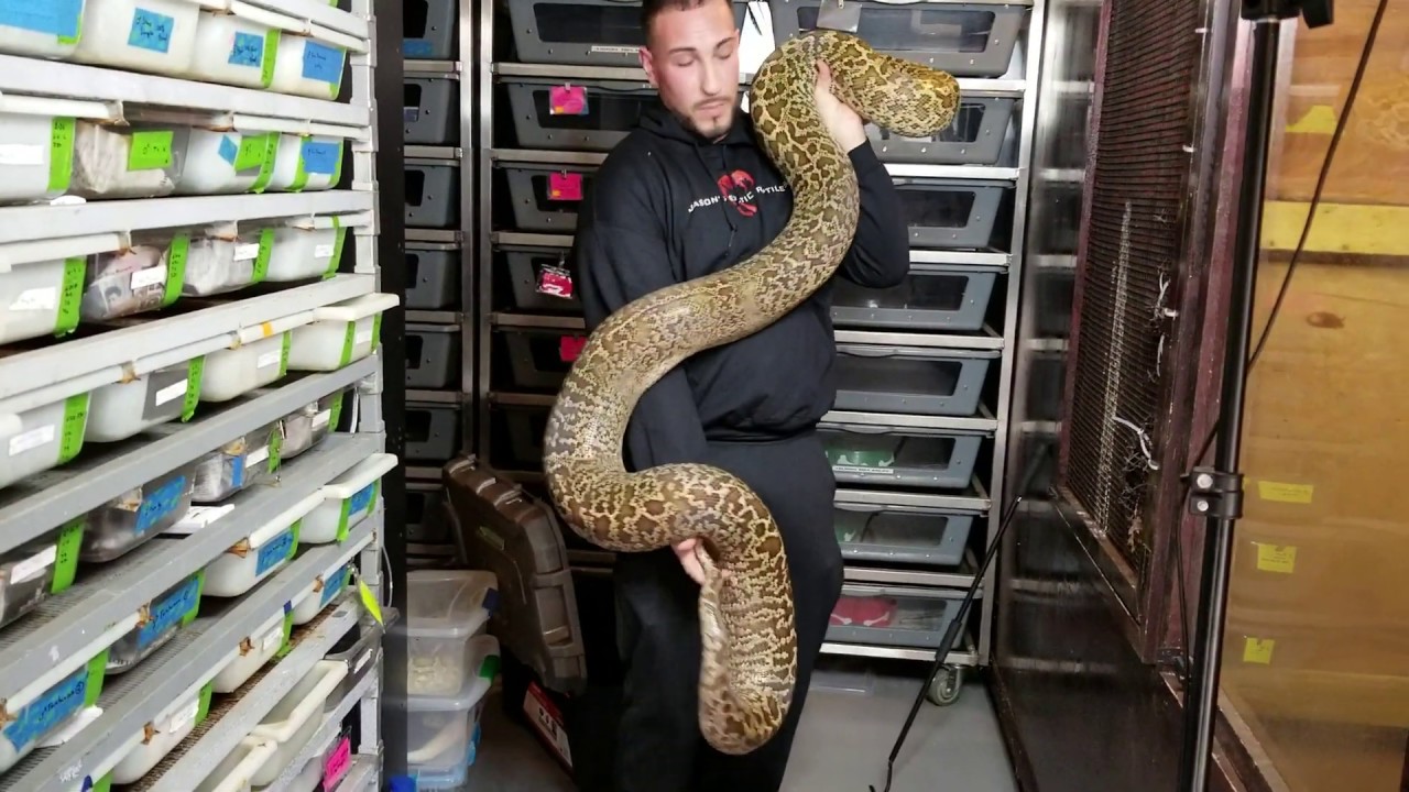 Burmese pythons!  Growth rate and various life stages!