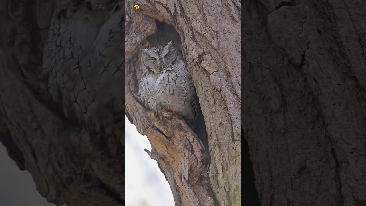 Owl Sounds ❤️ ( Owl hooting ) (7)