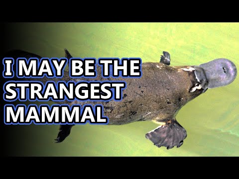 Platypus facts: mammals that lay eggs | Animal Fact Files