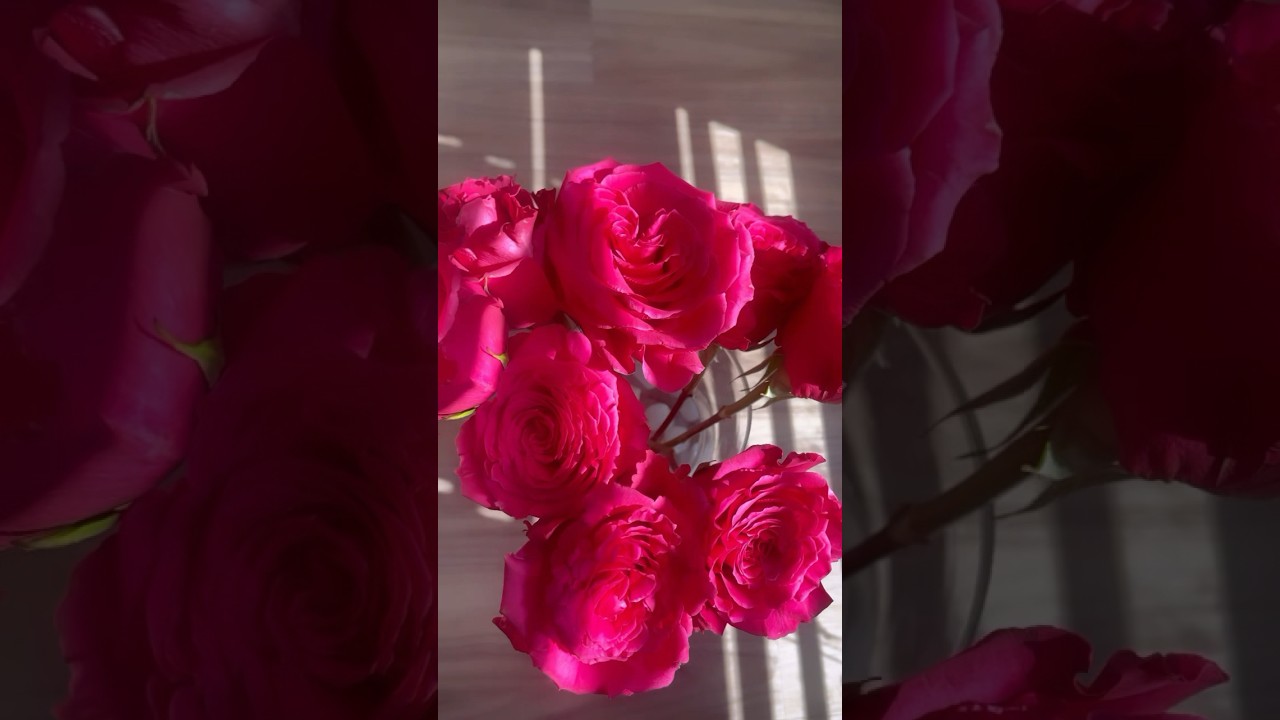 Garden roses are officially my favorite type of roses 🌹 🩷  #rose #flowers #flower #asmr