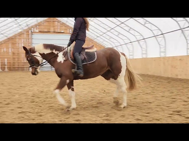 2017 APHA mare; jumps, loves cows, fancy and pretty | Horses & Ponies ...
