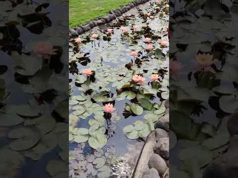 Lotus Pond🌸 Summer Plants