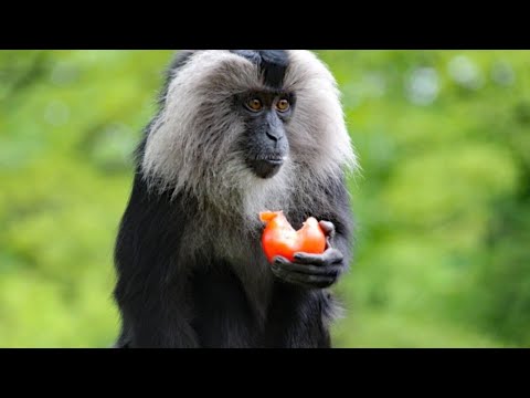 Lion Tailed Macaques - The Curious cases of a rare species