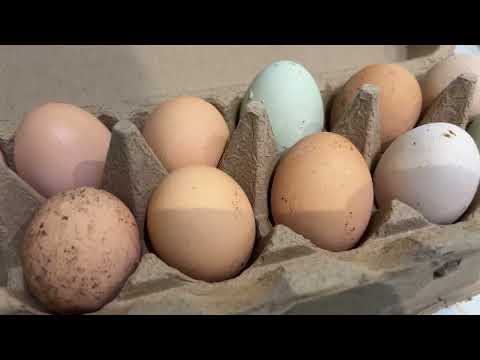 3 Reasons Backyard Chickens Eggs Are Way Better Than Store-Bought