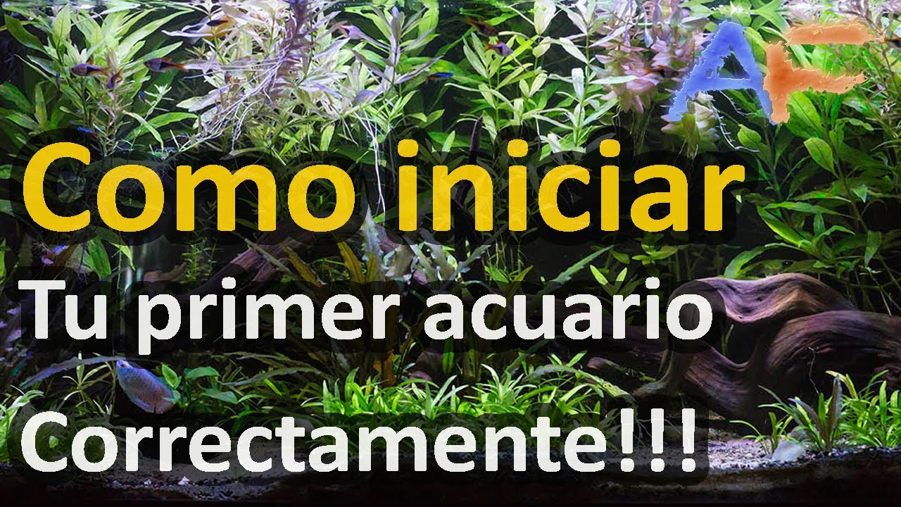 10 TIPS to start YOUR FIRST AQUARIUM off on the right foot | Easy Aquarium Keeping