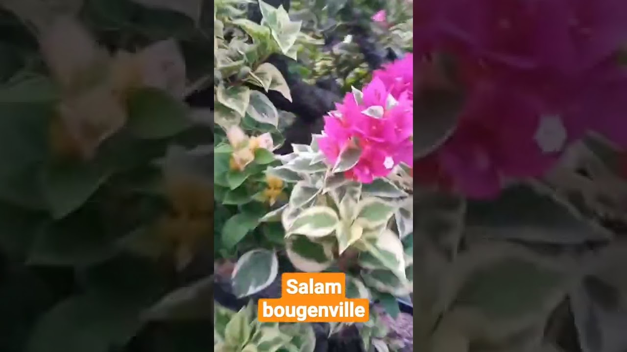 bougenville singapore batang indah dan rimbun