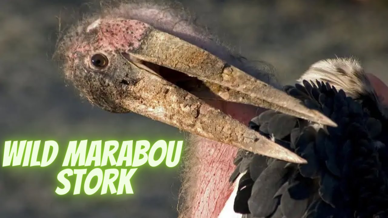 Savannah marabou stork - wild marabou stork