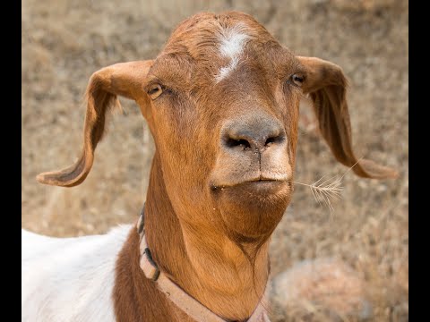An Ode to Gertie the Goat