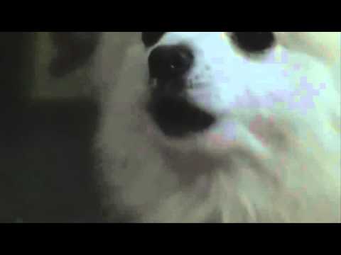 Steam Community :: Video :: w.dog gaster