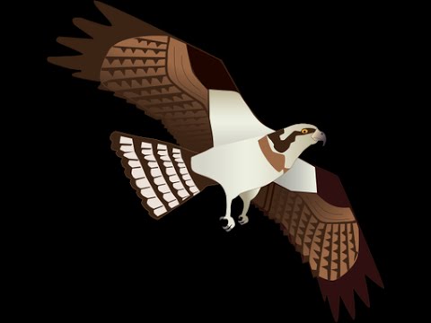 What is a Hawk?