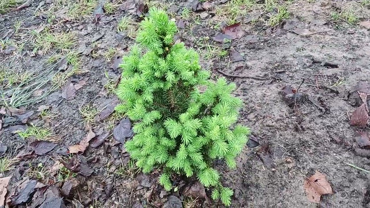 Dwarf Alberta Spruce tree review @ creek
