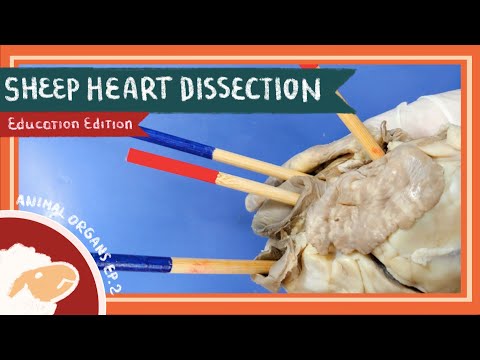 Heart Dissection || Love the Lub-Dub [EDU]