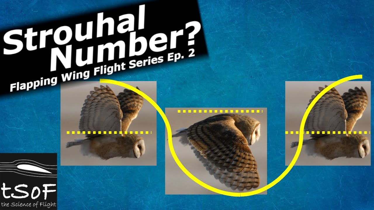 The Strouhal Number | Flapping Wing Flight Ep. 2