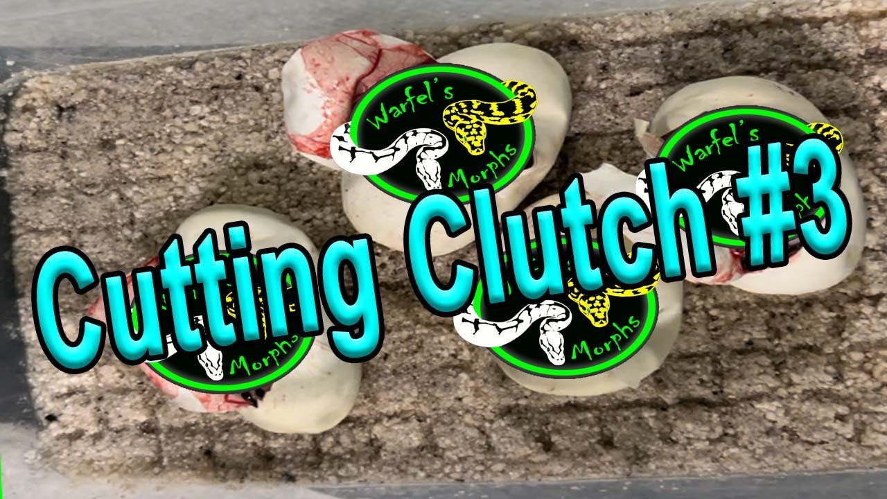Egg Cutting Ball Python Clutch #3 & Pre Shed Update!
