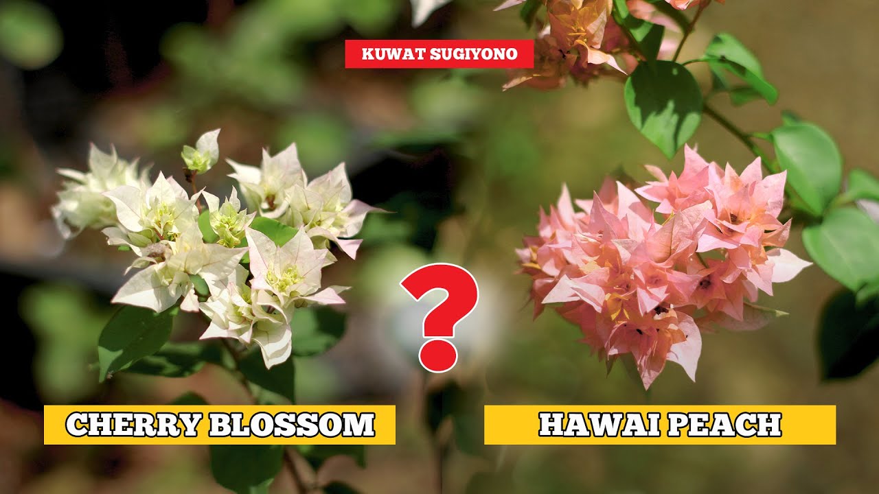 Perbedaan Bougenville Hawai Peach dan Bougenville Cherry Blossom